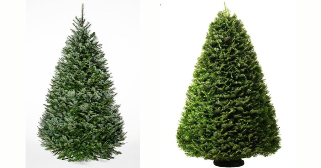 The Most Popular Christmas Tree Types Explained